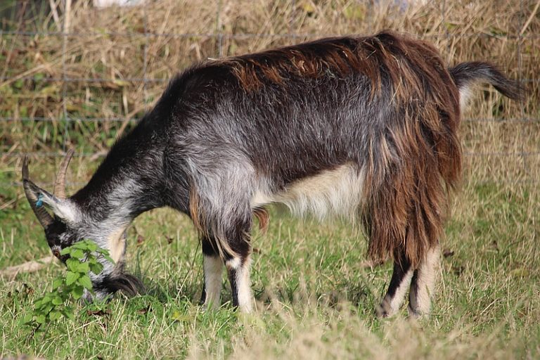 Old English Goat - Breed Profile - Goat Journal